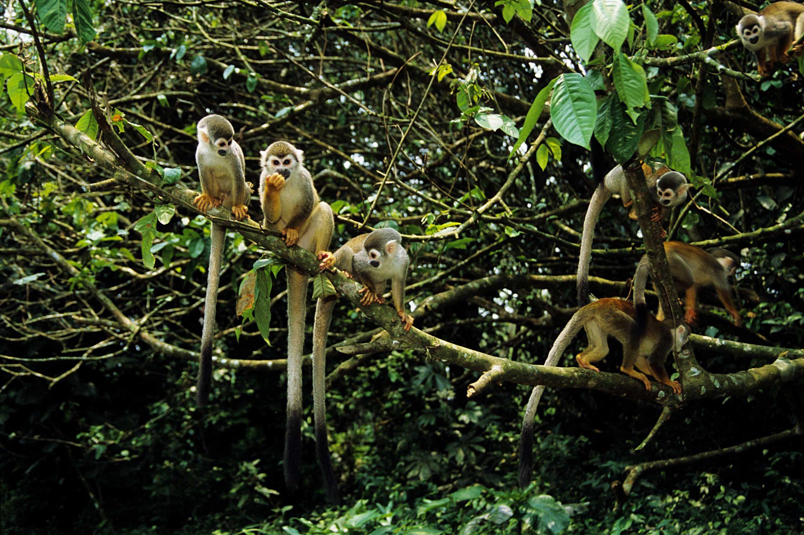 Securing the future of Peru’s NPAs. - Profonanpe